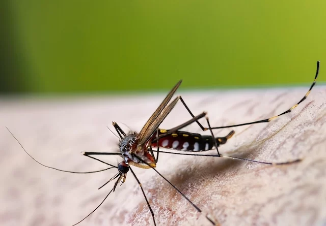 Lo que debes saber sobre el contagio del dengue: Medidas Preventivas